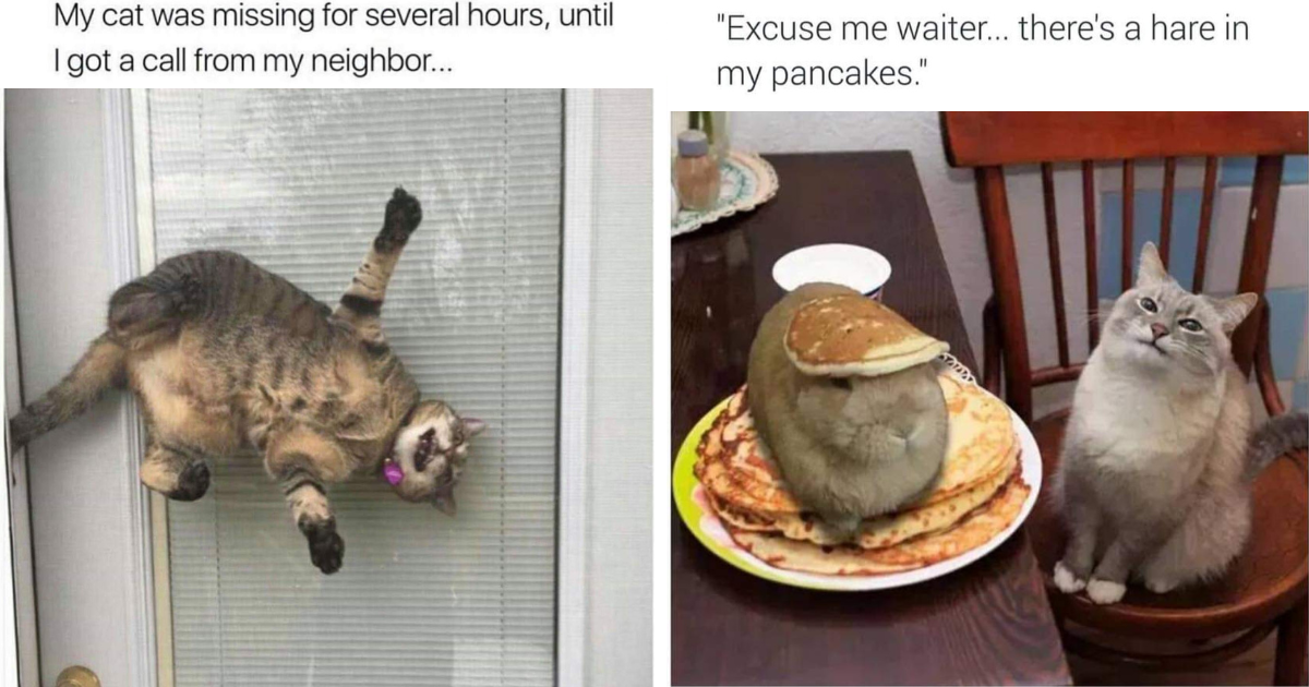 Caturday Collection of Funny Felines For a Non-Stop Giggle Fest of ...