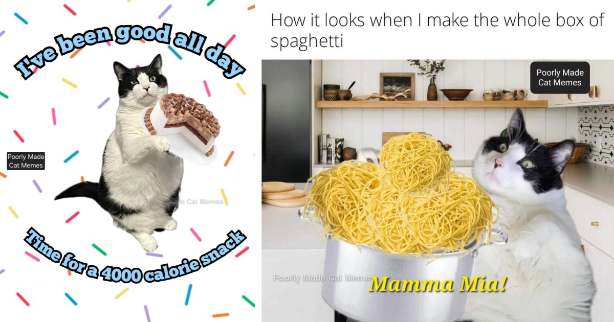 25 Chill Chonker Cat Memes for Hard Done By Hoomans Who Just Want to ...