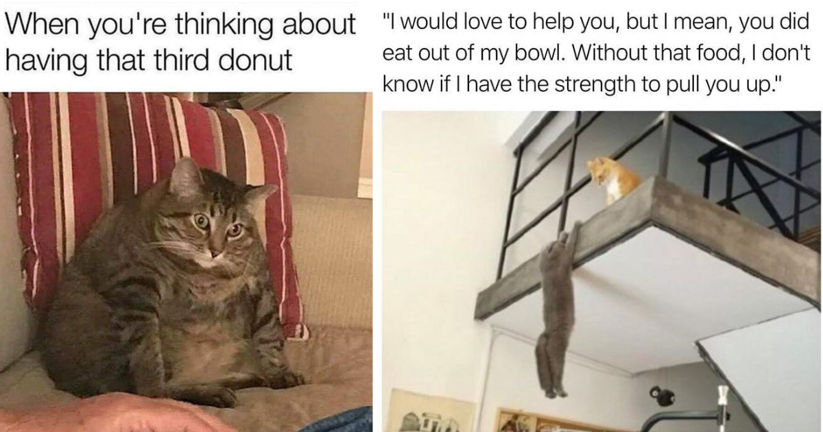25 Silly Memes for Wholesome Cat Pawrents and Their Fur Babies to Rest ...