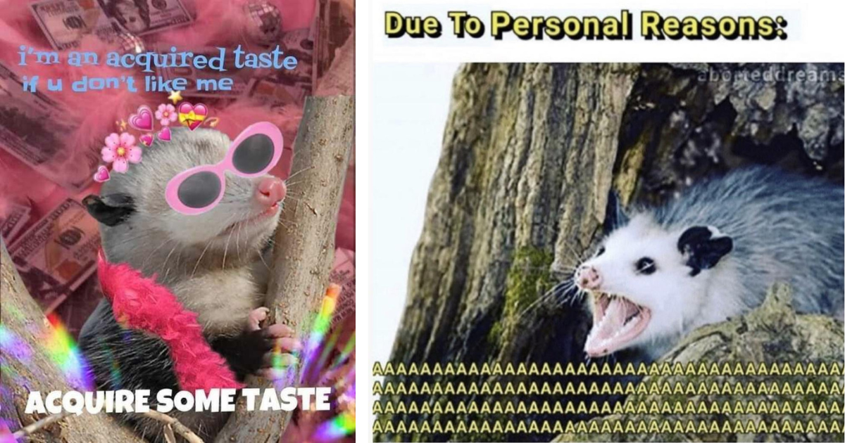 25 Outrageous Opossum Memes Miraculously Surviving Using Their ...