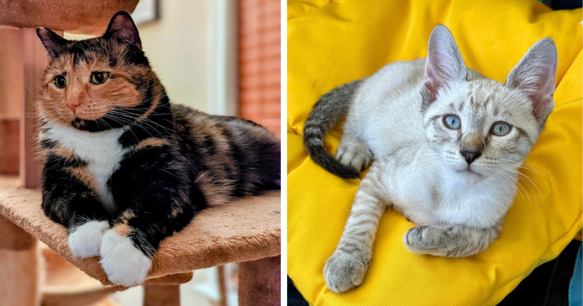 28 Emeowtional Pictures of Cats Expressing Their Fuzzy Feline Feelings ...