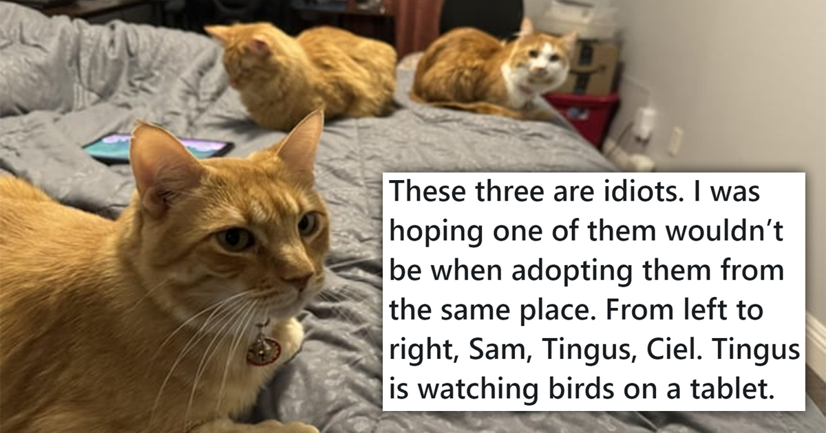 This Week’s Heartwarming Helping of Newly Adopted Cats for Fresh Feline ...