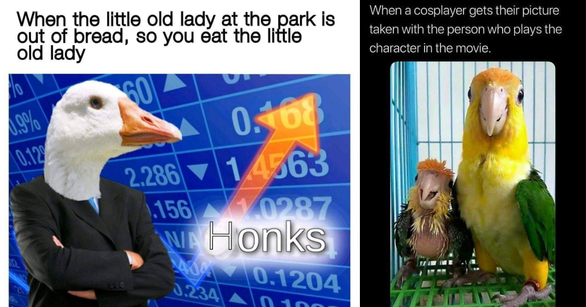 23 Bonkers Borb Memes Bringing Boisterous Vibe to an Otherwise Very ...