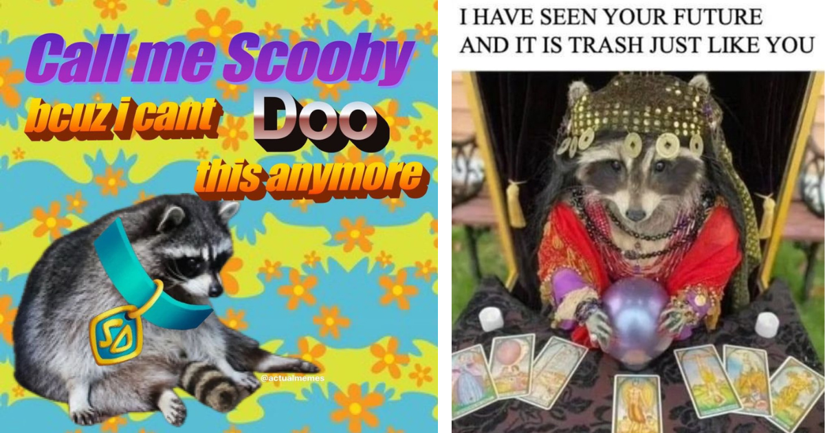 The Rocky Relationship Between Raccoons and Memes is Mended in These 23 ...
