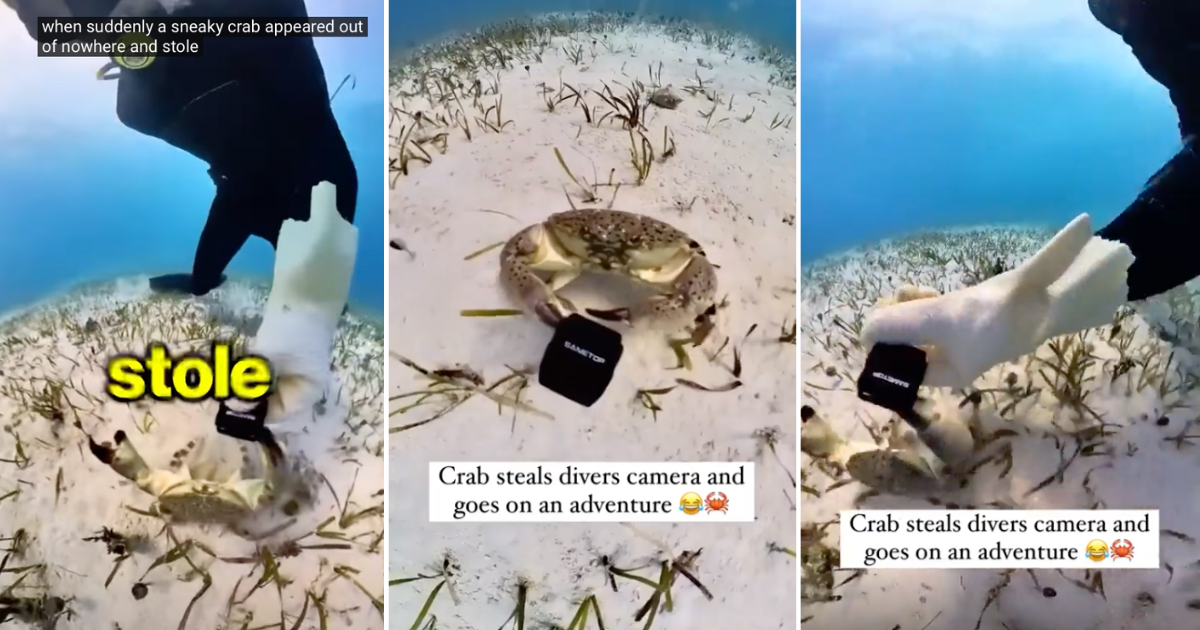 'Make sure to like and subsCRAB': Curious Conniving Crab Pinches Diver ...