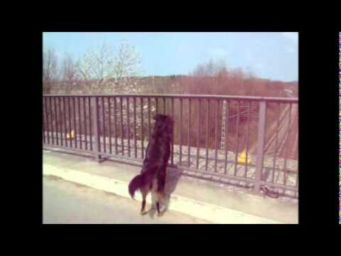 Animal Videos - bridge - Funny Animal Videos - Cheezburger
