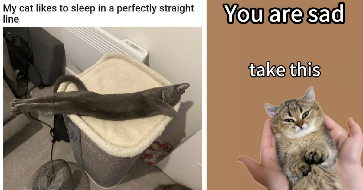 Serene Sunday Selection of 23 Magnificent Meowing Memes Capturing Cat ...