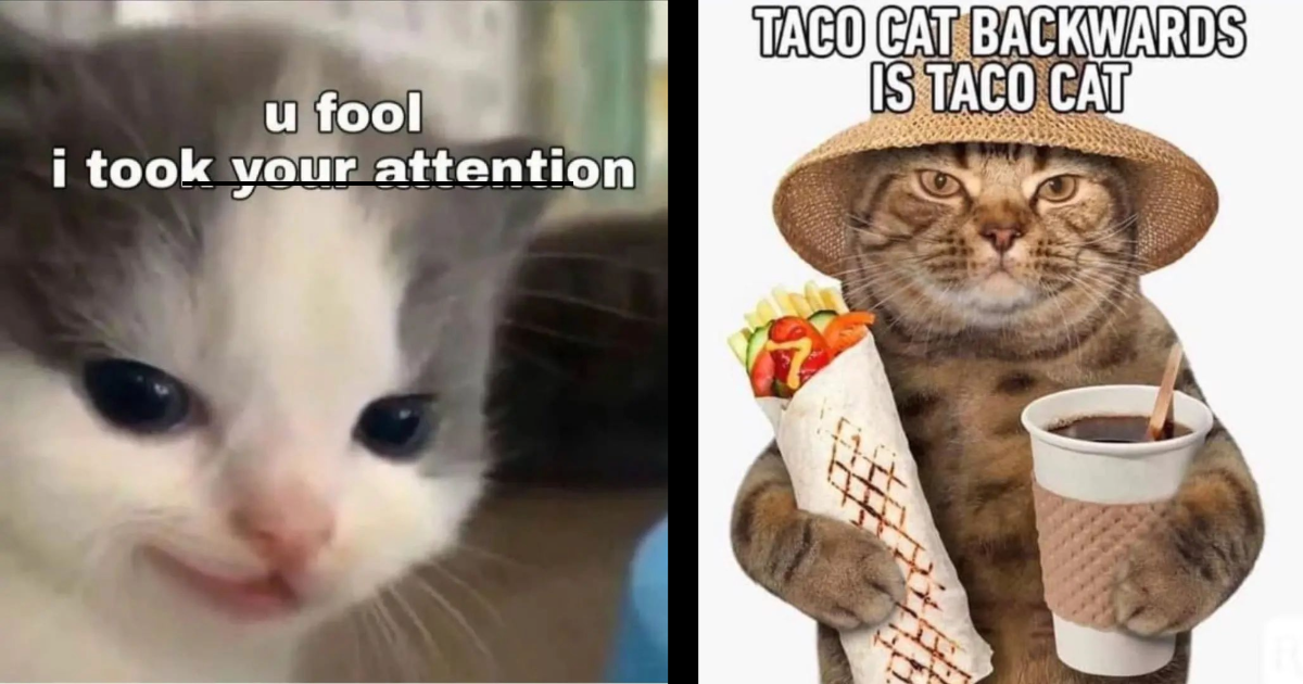 24 Quintessential Caturday Memes to Add Some Wacky to Your Wonderful ...