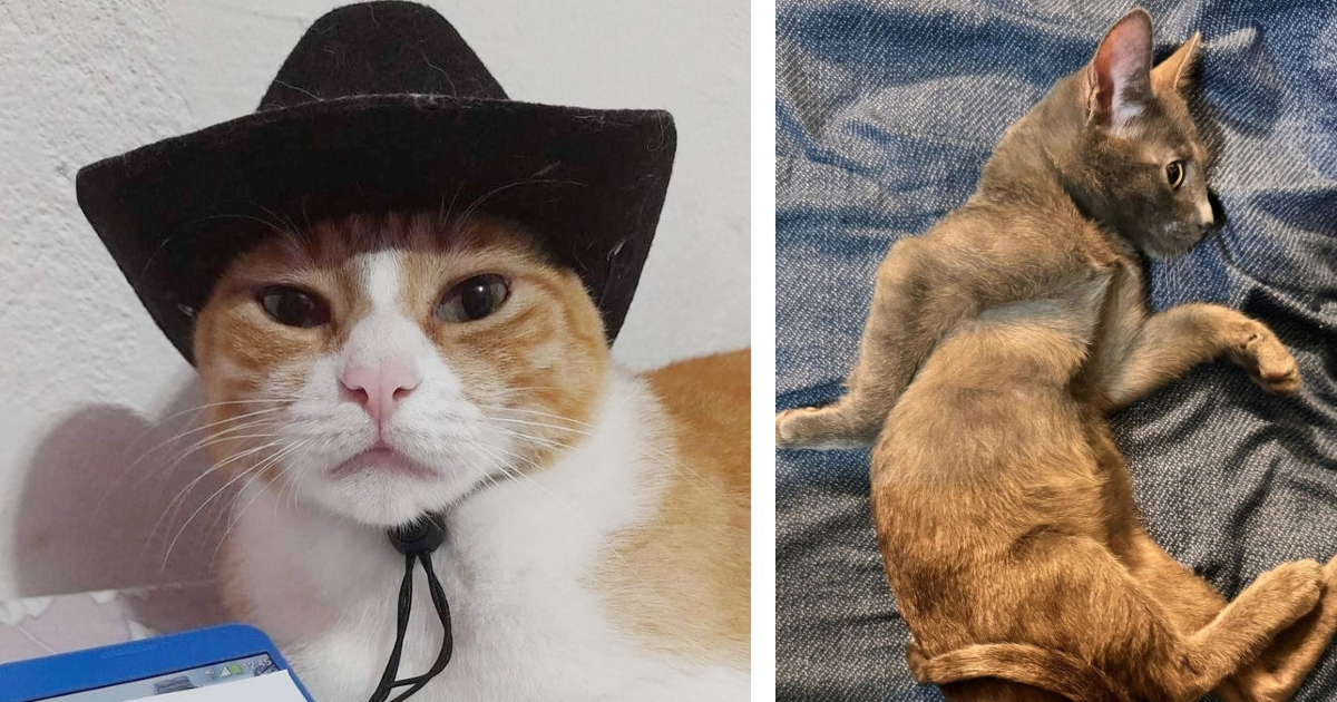 25 Especially Silly Cat Pawsts for Peeved Pawrents Who Just Want to Let ...
