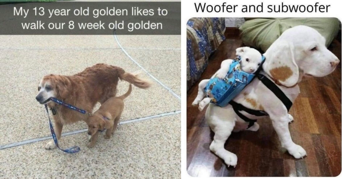 24 Perky Pooch Posts for Happy Hoomans Who Aren’t Ready for the Weekend to Be Over - Animal ...