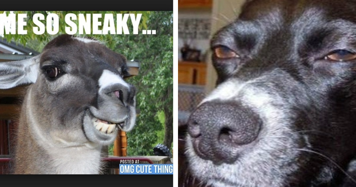 23 Hilarious Memes from the Animal Kingdom to Keep Thoughts of Back to ...