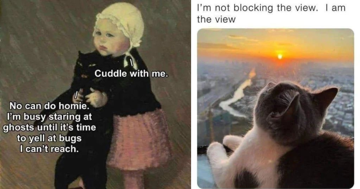 Collection of 24 Cute Cat Memes to Show Your Cat So They'll Want to ...