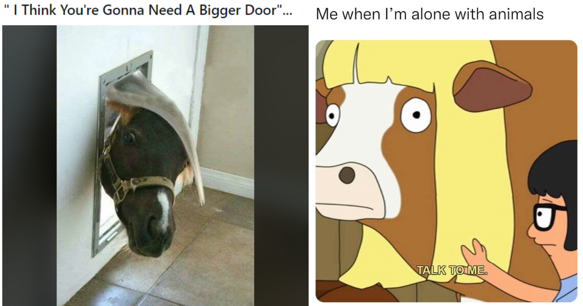 22 Precious Pet Memes Prancing Playfully Into Your Heart Providing a Pawsitive Place This ...