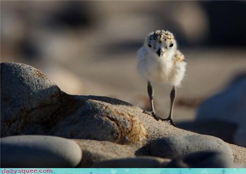 Daily Squee - Cute Animals - Cute Baby Animals - Cute Animal Pictures ...