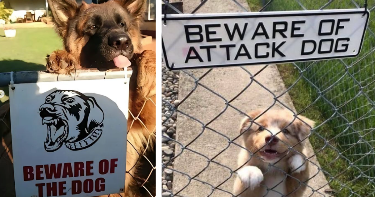 'Beware of Cuteness': This Week's Top 25 Pawdorable 'Guard Dogs' Who ...
