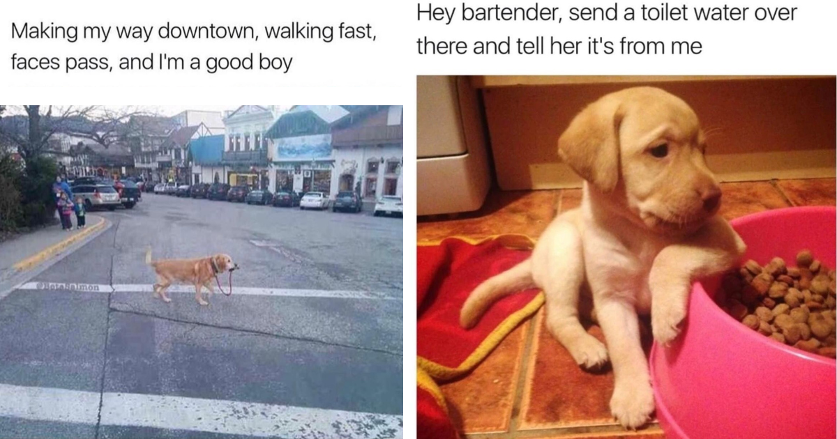 27 Mood-Lifting Doggo Memes Fur a Better Day (September 24, 2024 ...