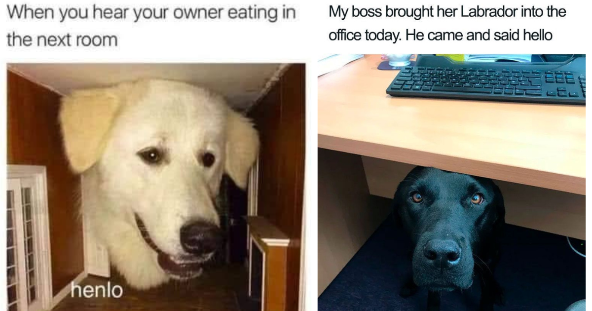 22 Dog Memes Coming to Say 'Henlo' For a Howlarious Heartwarming Monday ...
