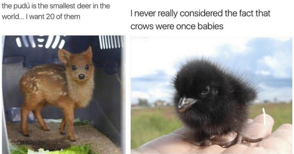 World Wild Web: 23 Wild Animal Memes Making Their Way to the Woods of ...