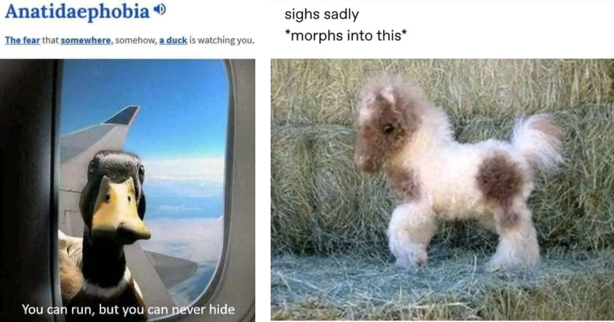 23 Prancing Pets and Frolicking Farm Animal Memes That Throw Absolutely ...
