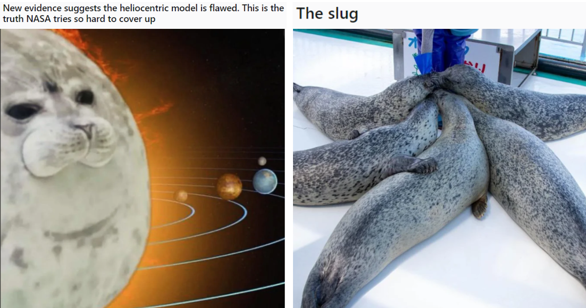 22 Splendid Seal Memes Swimming Through Your Sealed Heart With Heartwarming Flowing Feelings ...