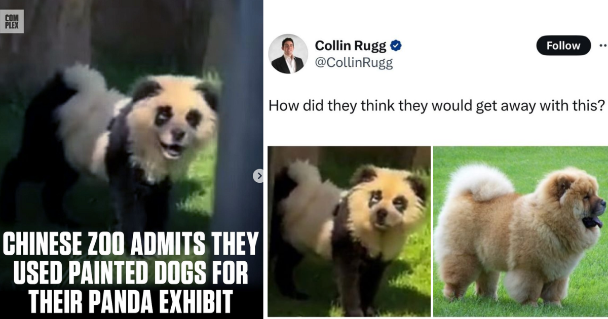 Chinese Zoo in Panda-monium After Getting Caught Painting Dogs to Pass ...