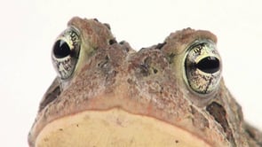 Real-Time Frogger WIN - WIN! - epic win photos