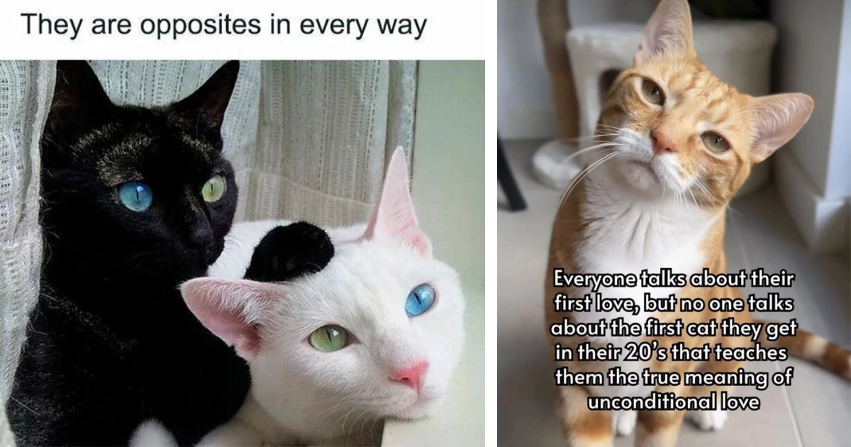23 Wholesome Fluffy Feline Memes Making Warm and Fuzzy Feelings Creep ...