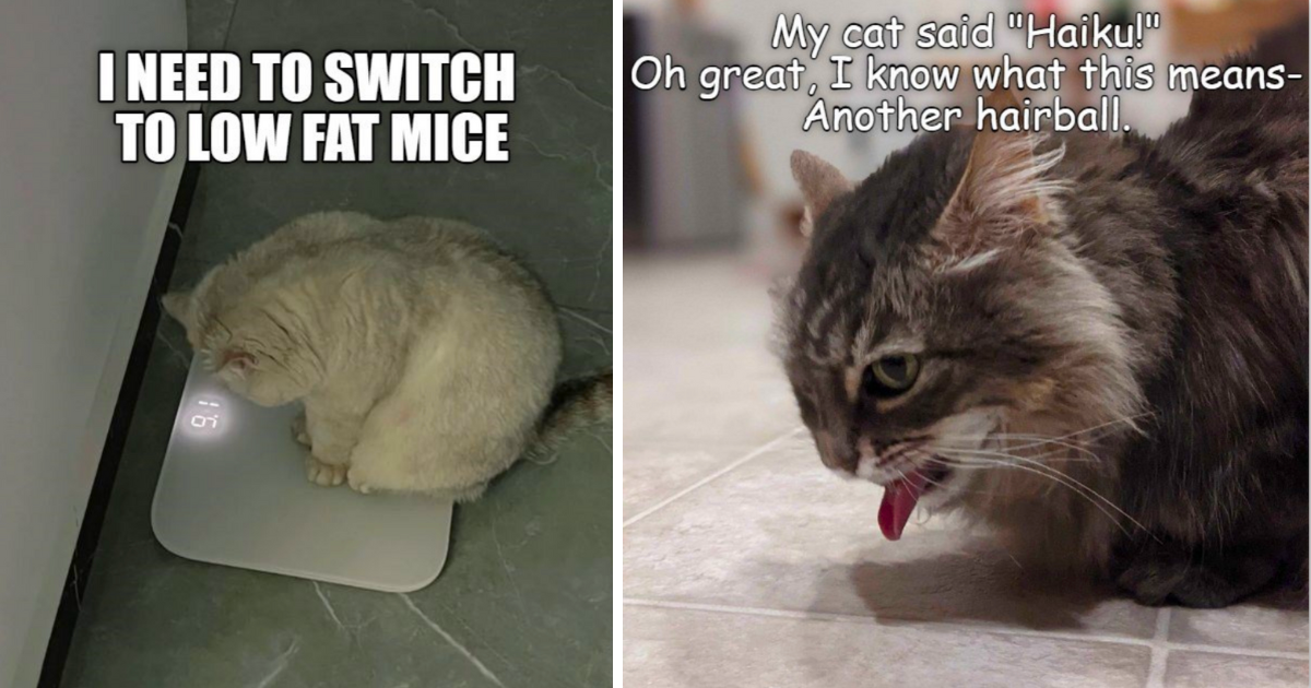 Top 20 Cat Memes of the Week - Cheezburger Users Edition #364 - I Can ...