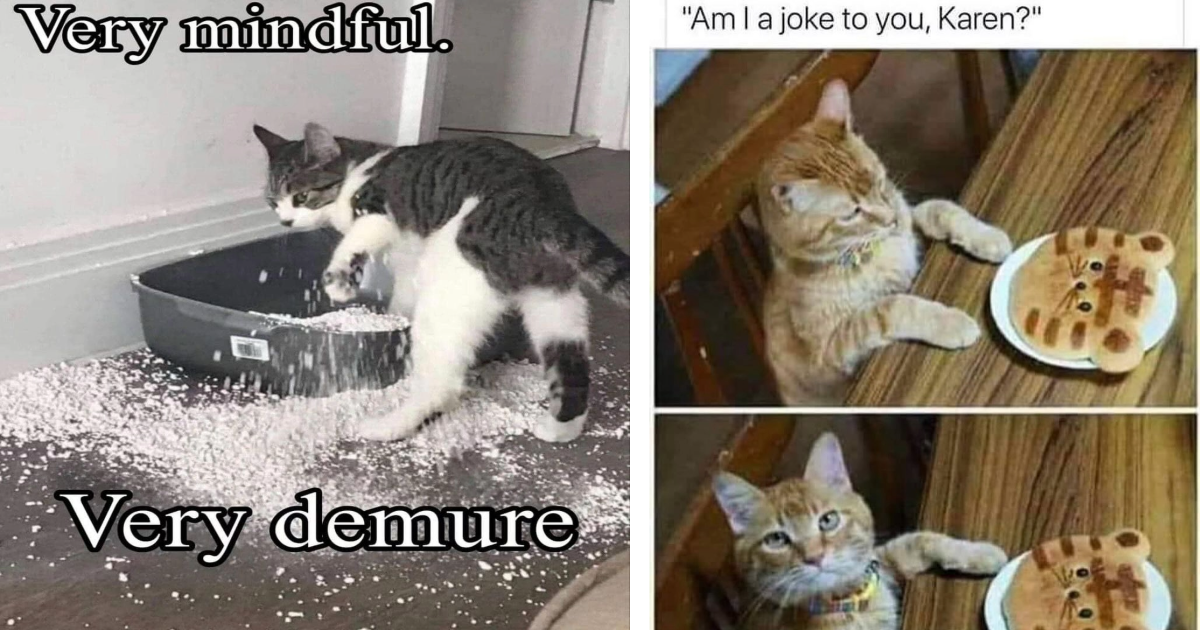 Is It a Cat, or Is It a Gremlin?: 23 Grouchy Cat Memes to Vibe with ...