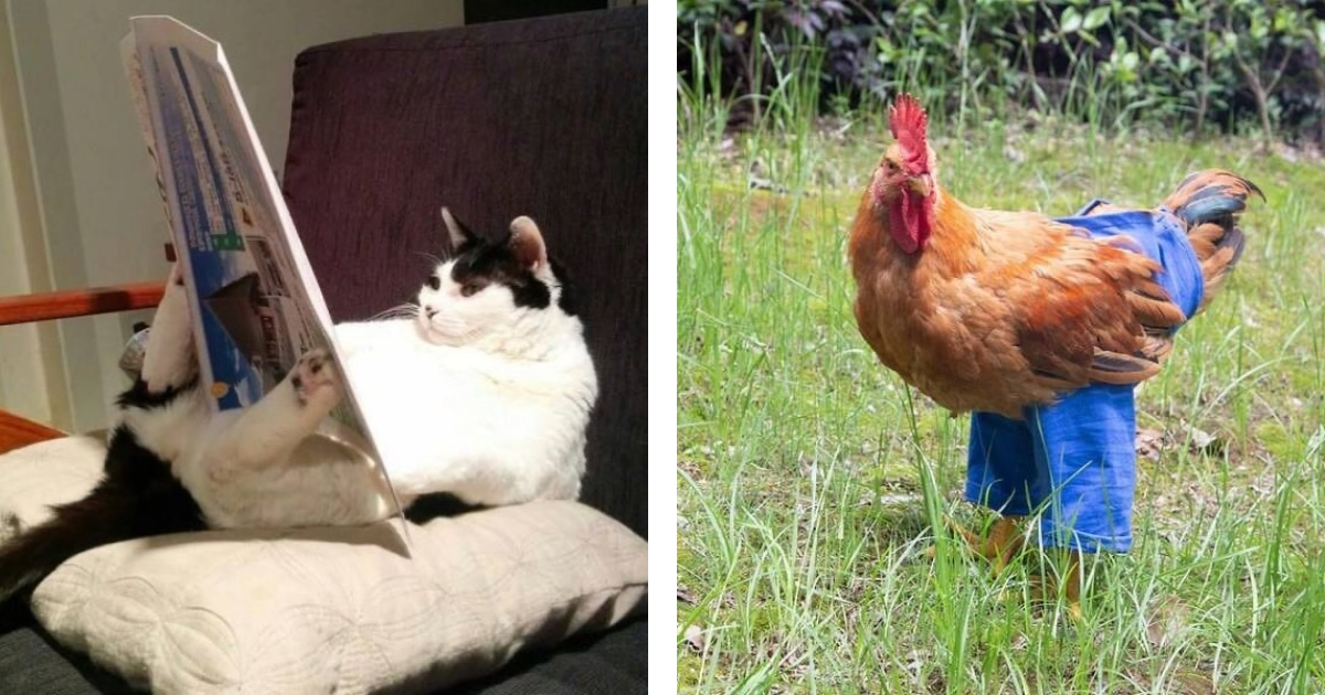25 Mind-Melting Animal Posts to Give You a Good Excuse to Leave the ...