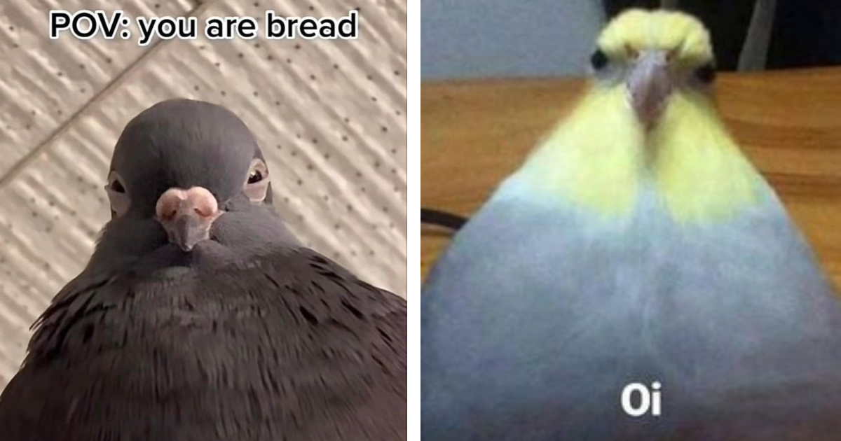 24 Birb Memes With Belligerent Auras Banishing Friday Frustrations and ...
