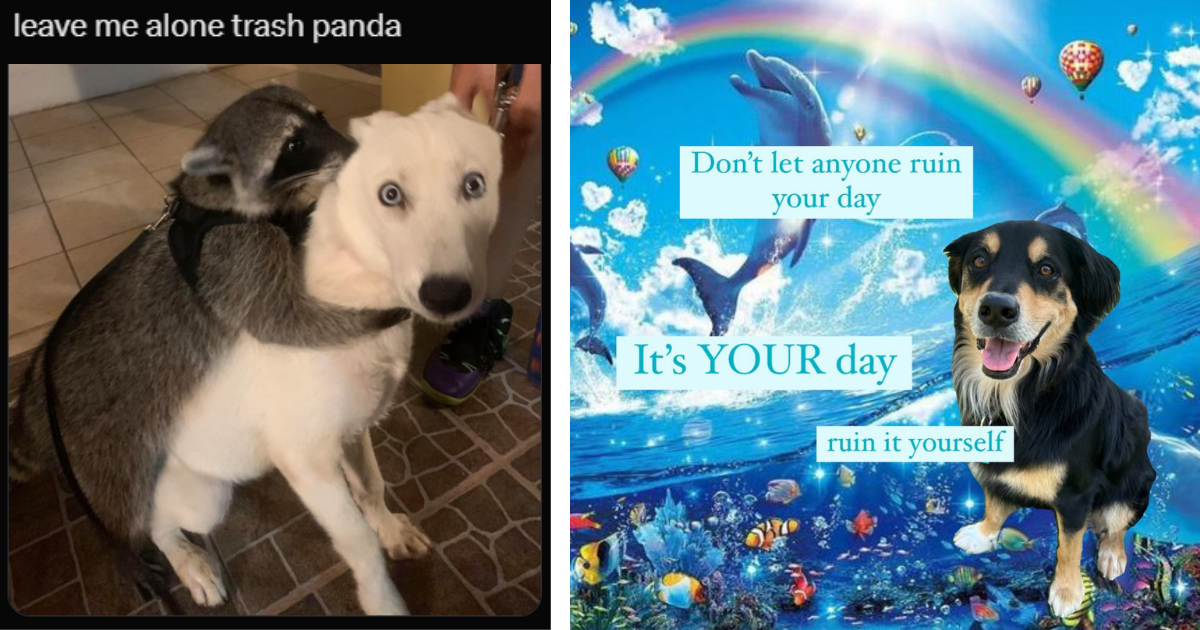 22 Silly Doggo Memes Sending Away Sadness and Fetching Fluffy Friday ...