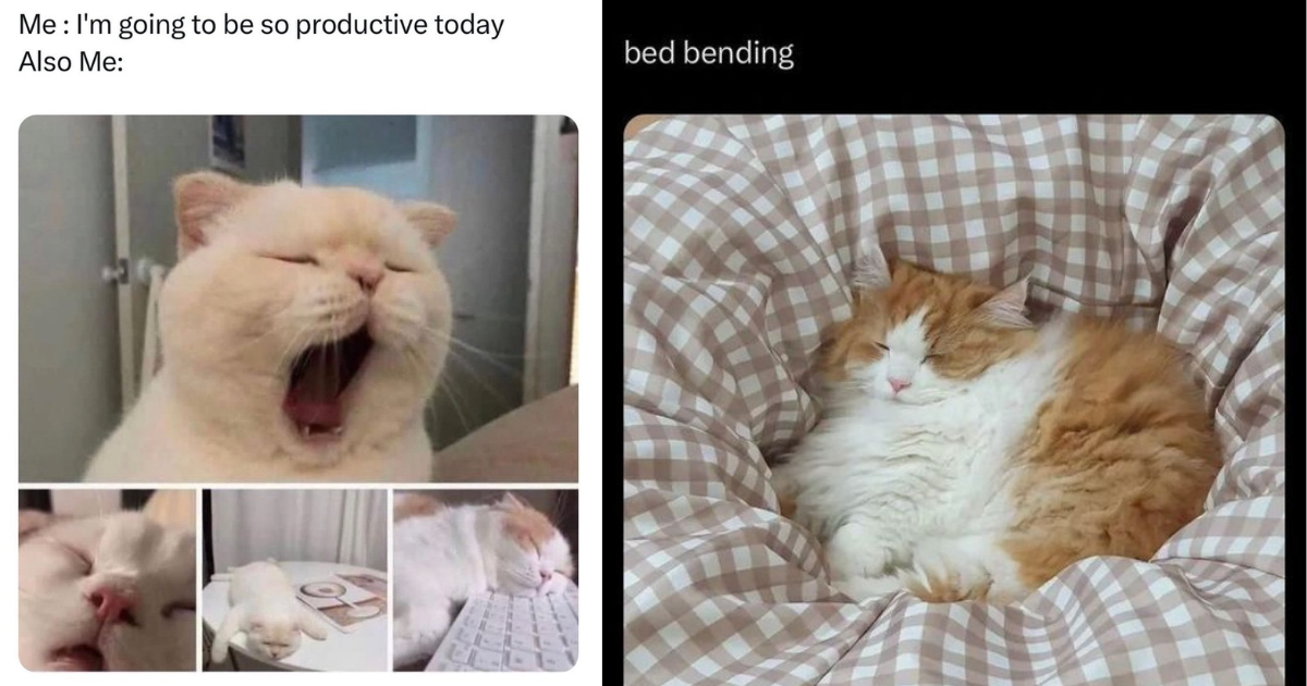 23 Silly Sleepy Floofy Feline Memes Meowstering the Ambling Art of ...