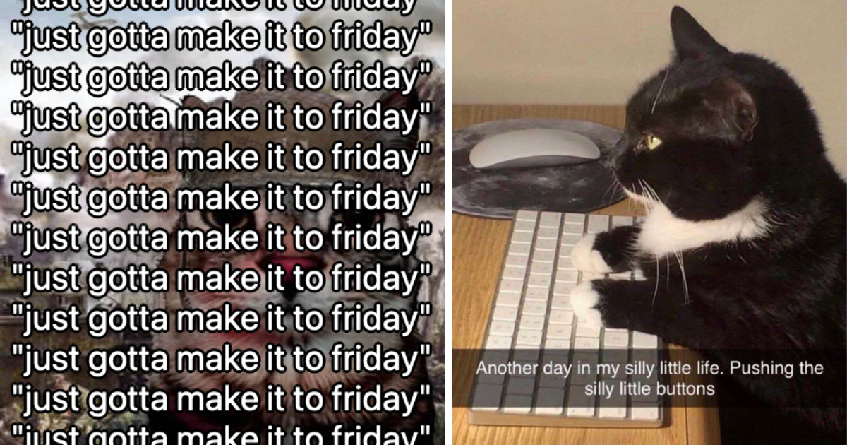 29 Comically Cute Cat Memes for a Fursday Filled with Funny Felines - I ...