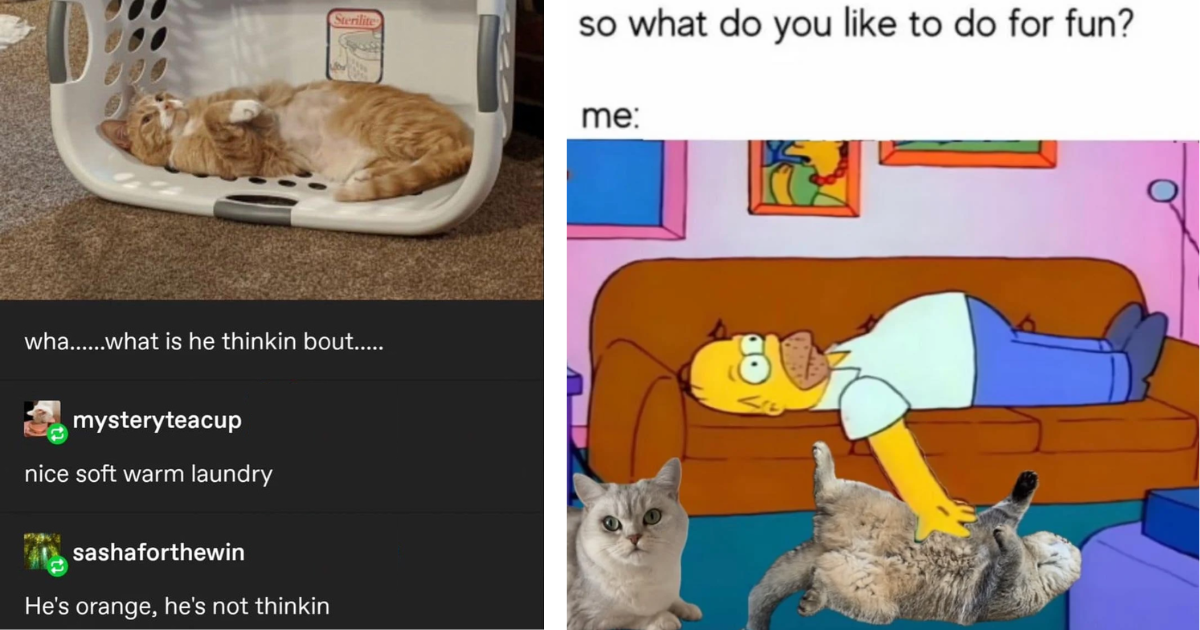 24 Fluffy Furiday Feline Memes Spreading Silliness With Purrfect Sass ...