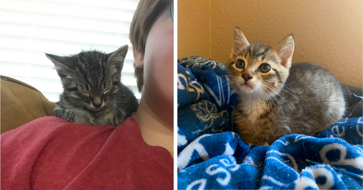 25 Fuzzy Four-Grain Cat Loaves With Four Funny Ingredients: Floof ...