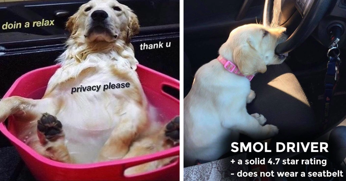 23 Dilly Dally Doggo Memes for Hardworking Hoomans Who Need to Let ...