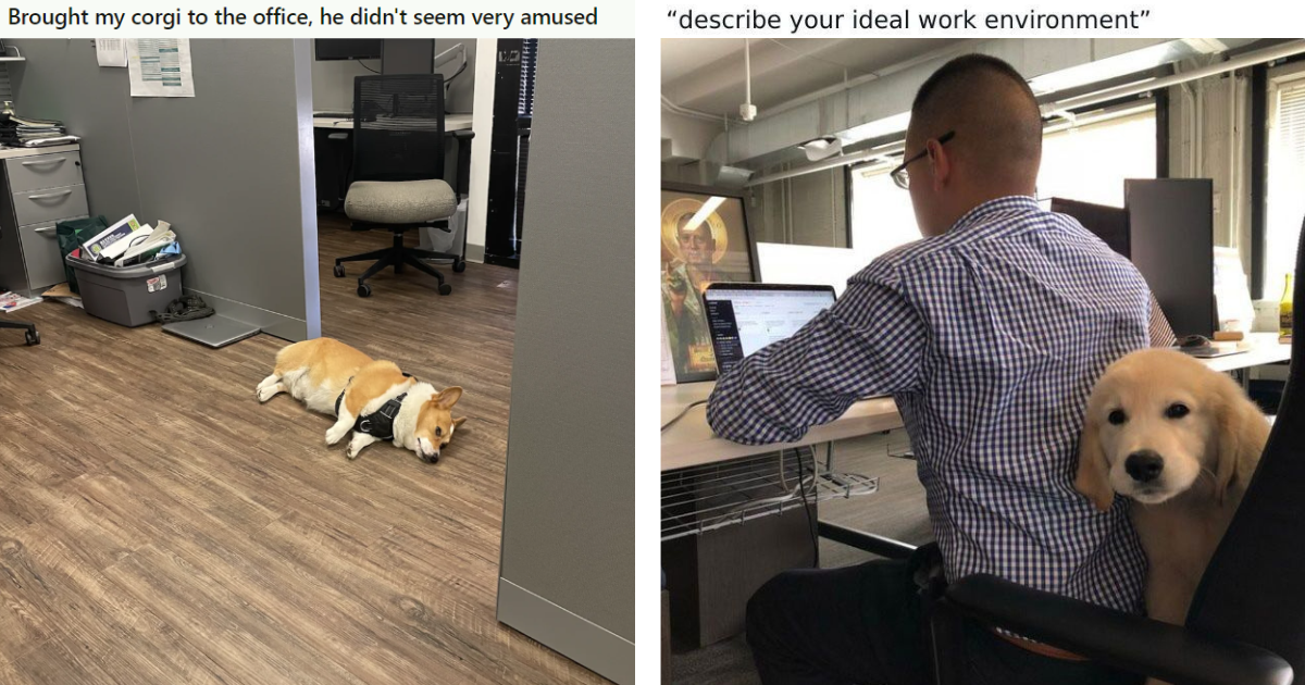 23 Diligent Doggos Working During the Weekend to Earn Extra Treat ...