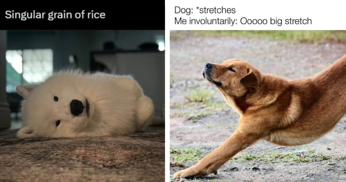 24 Darling Doggo Memes Digging For Pawsitive Feelings For a Precious ...