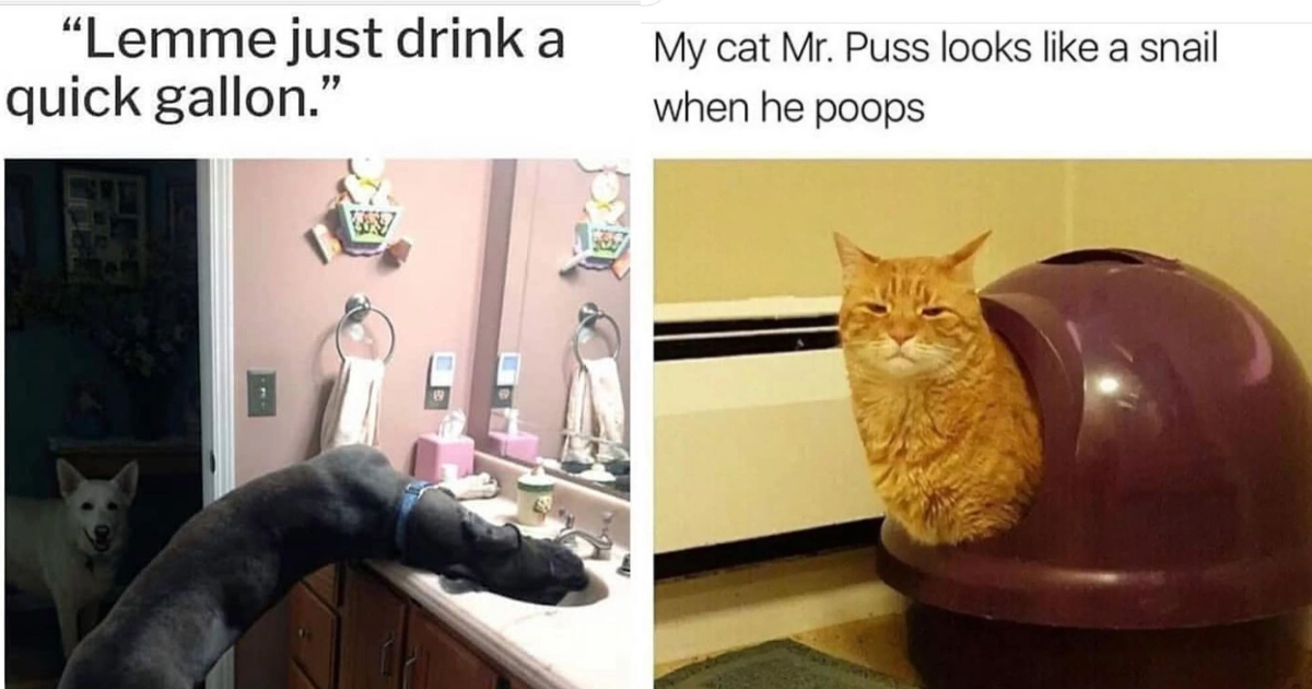 22 Hilarious Animal Posts from Across the Animal Kingdom to Sweeten ...