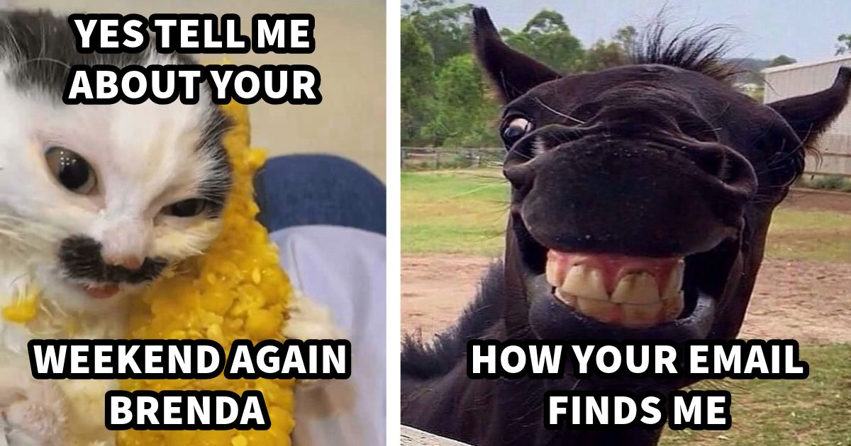 25 Hilarious Pictures of Chaotic Animals to Fill You with Feisty Energy ...