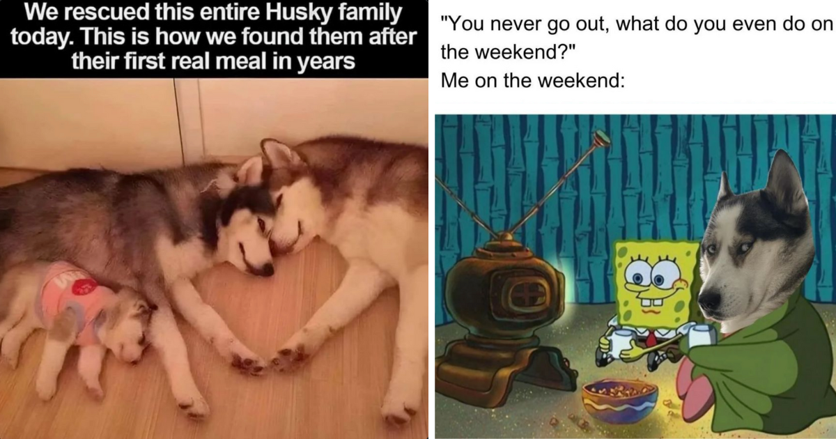 26 Wholesome Wagging Animal Memes to Weave Warm Feelings Through Your Wondrous Wild Heart ...