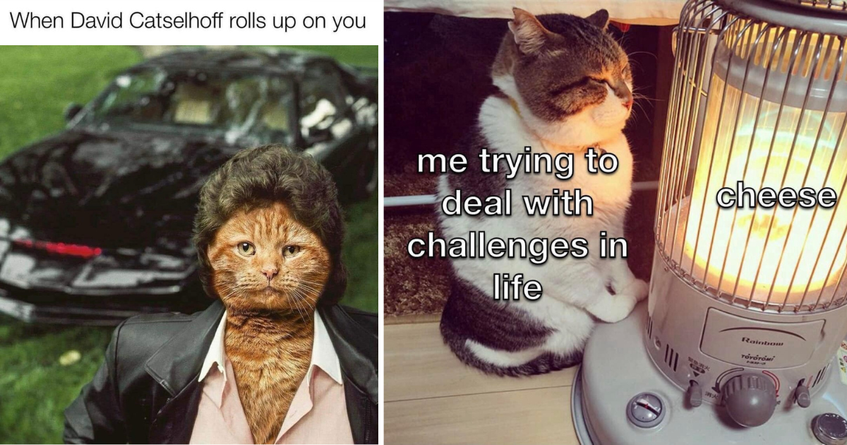 28 Flawless Fluffy Feline Funnies for Whisker-Weary Warriors Working ...