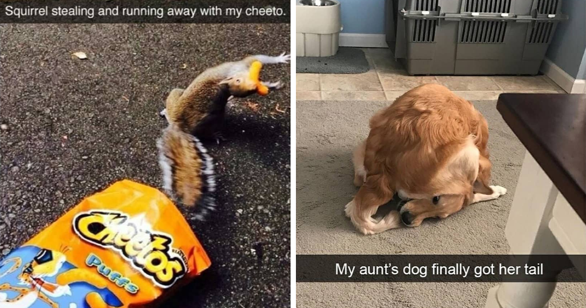 28 Silly Animal Memes and Snaps to Help Start Your Day off with a ...