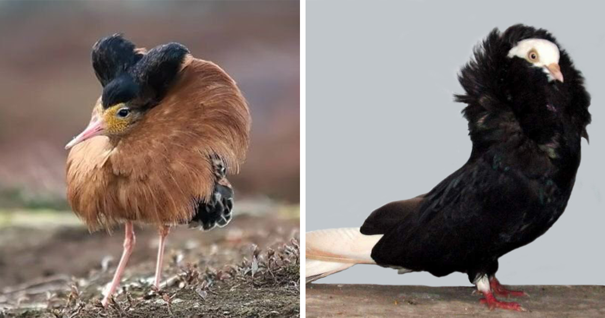 20 Birds That Look Like They’ve Been Twice Divorced and Are on Their ...