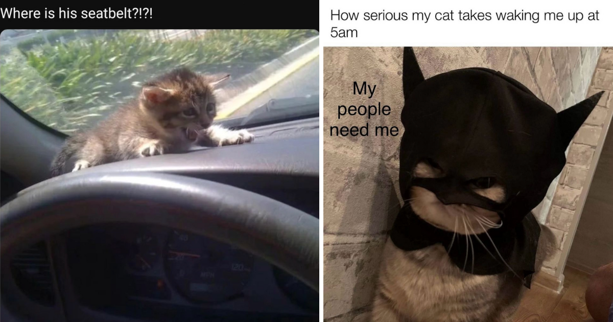 25 Hissterical Hyperactive Feline Funnies To Zoomie Your Way to the Weekend Whisker-First - I ...