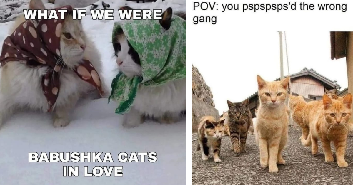 21 Meowjestically Hilarious Cat Memes Hissterically Cackling Like the ...