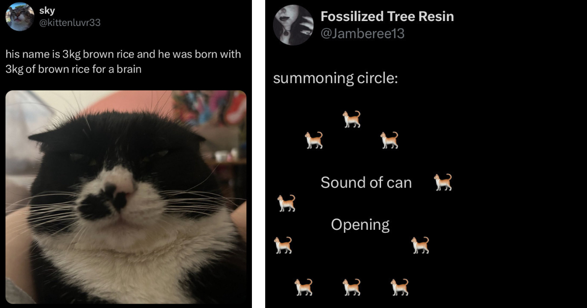 24 People Who Cannot Stop Themselves From Talking About Their Cats and ...