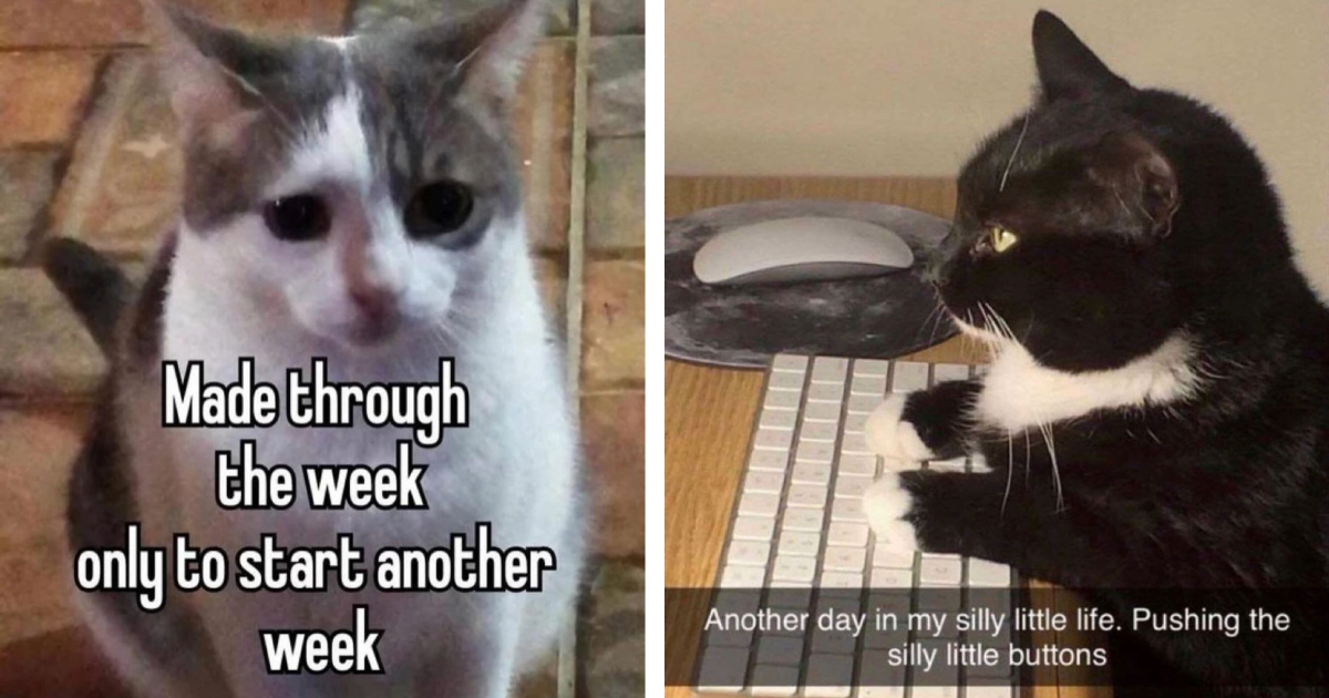 24 Satirical Feline Funnies to Feed the Grouchy Gremlin Telling You to ...