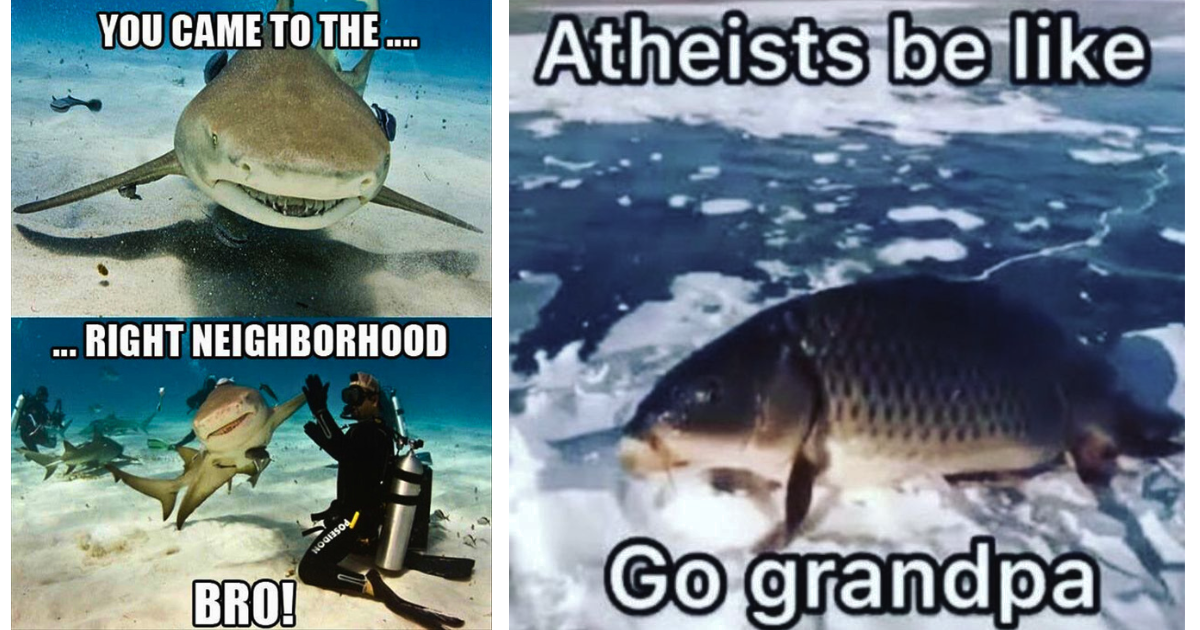 24 Aquatic Animal Memes For Lovely Little Mermaids Laughing Through ...